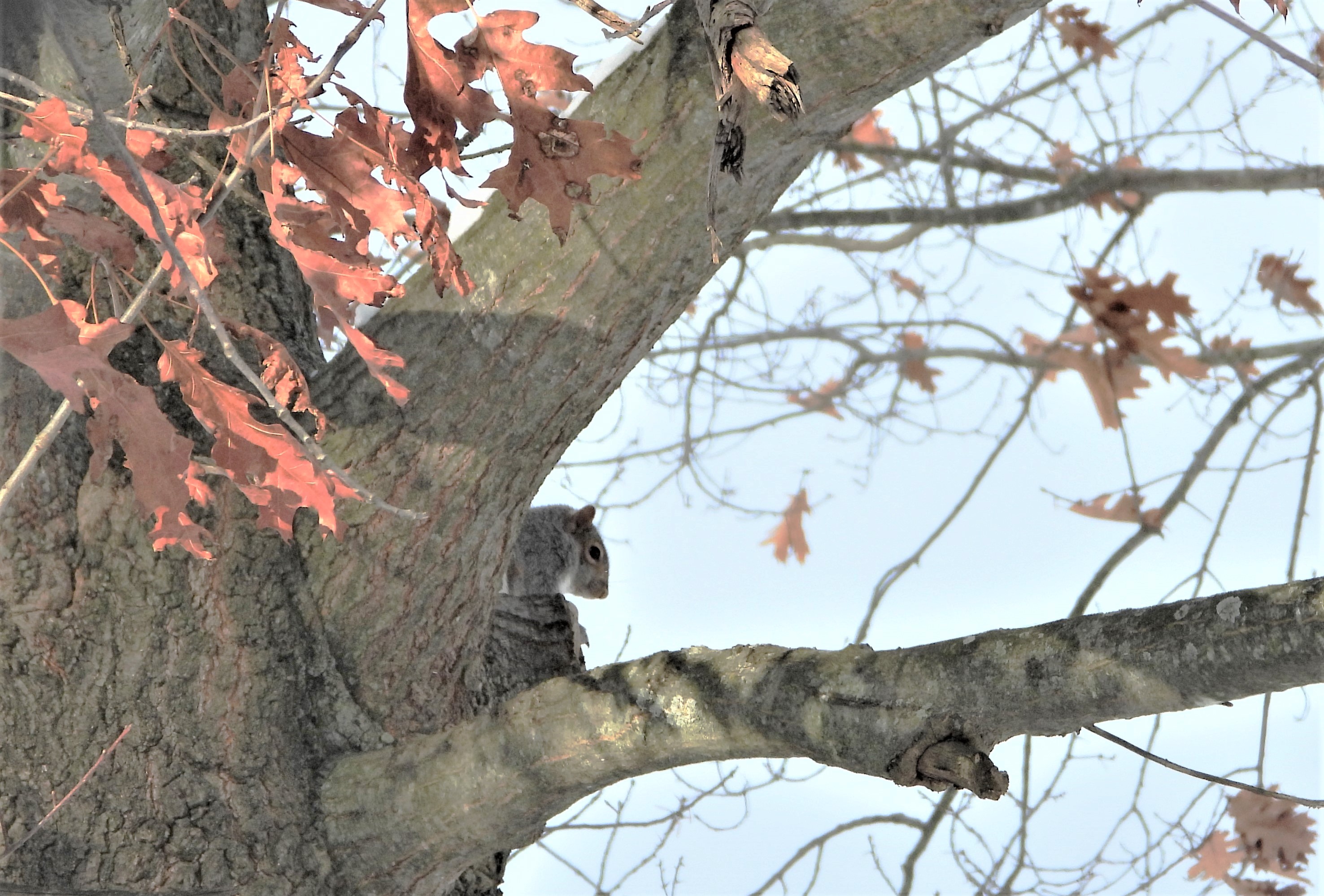 You Can Run (Up a Tree) – Seen by Susan: Fun with Flora and Fauna